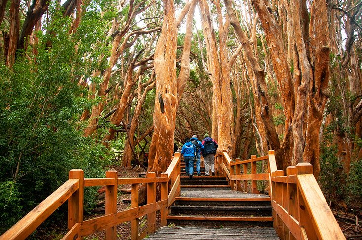 Isla Victoria y Bosque de Arrayanes - Descubrir Patagonia
