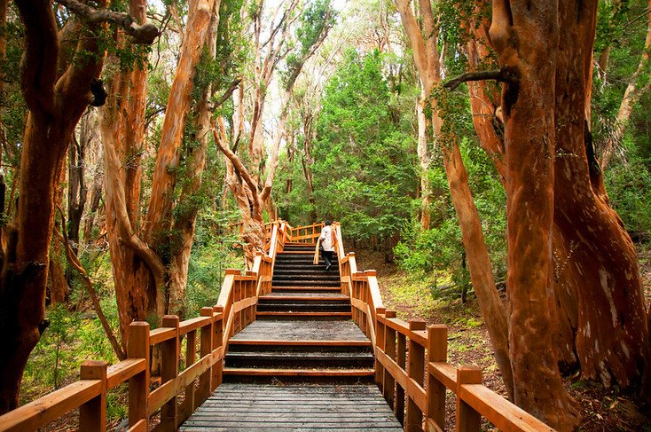 Isla Victoria y Bosque de Arrayanes - Descubrir Patagonia